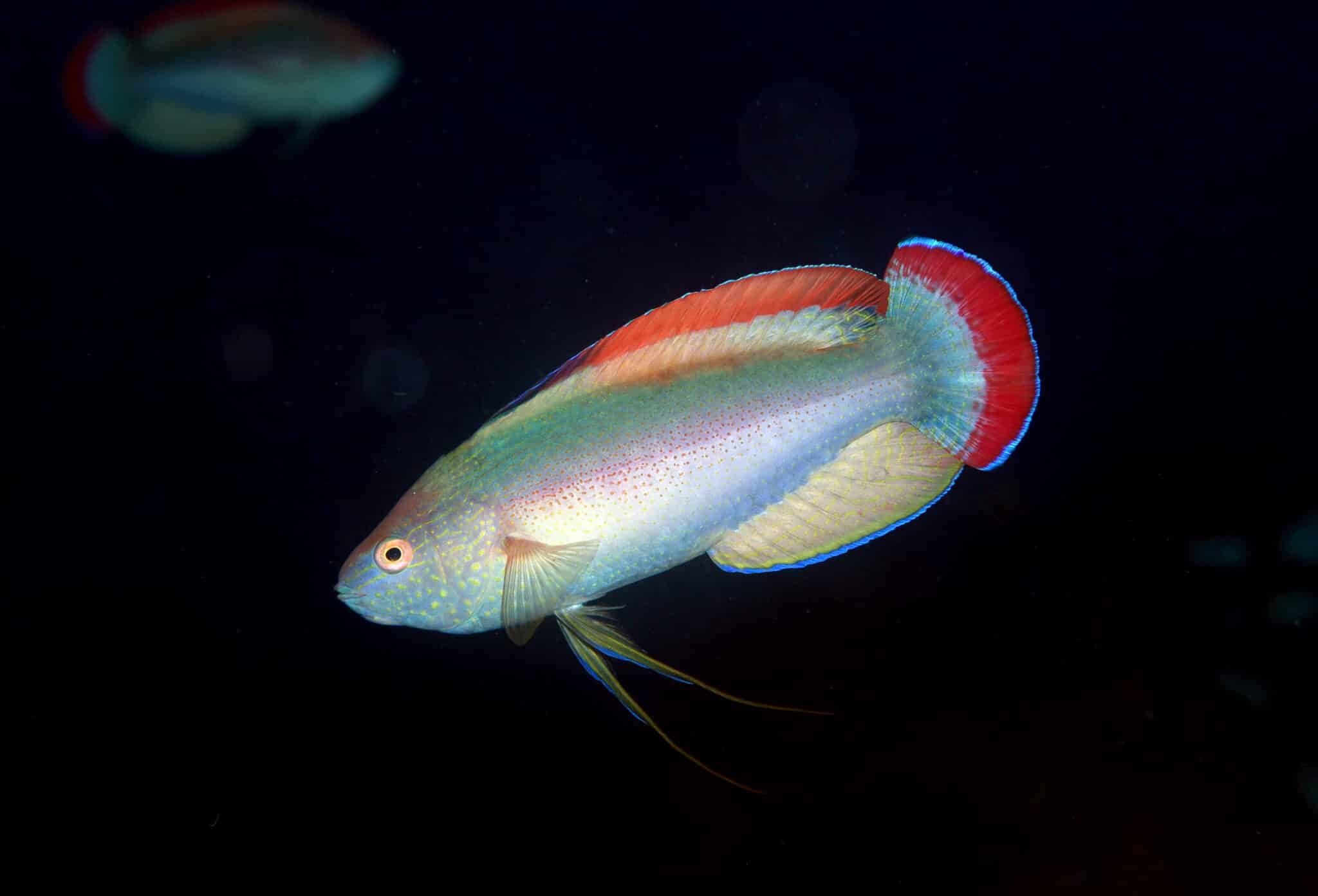 求愛中～ツキノワイトヒキベラ | 沖縄アイランドダイビングサービス